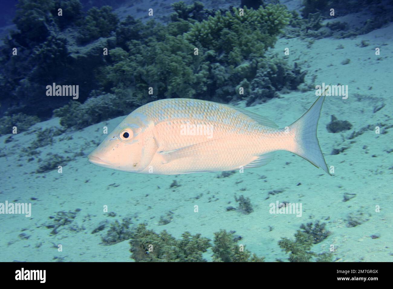 Blue scale road sweeper (Lethrinus nebulosus), bony fish. Dive site ...