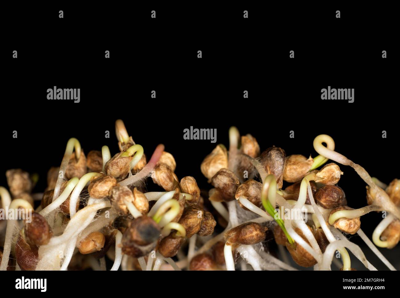 Sprouts, germinating seed of spinach (Spinacia oleracea), food ...