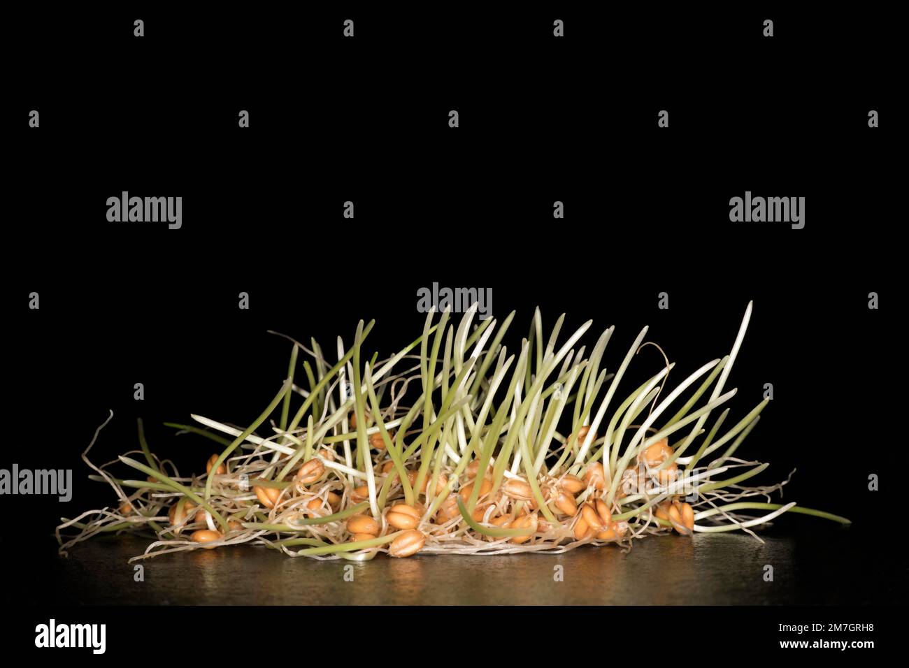 Durum (Triticum durum) from wheat, food photography with black ...