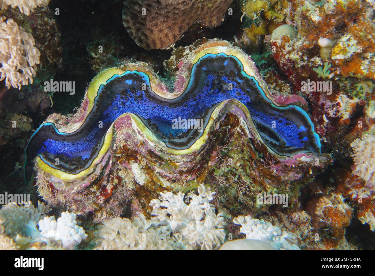 Common giant clam maxima hi-res stock photography and images - Alamy
