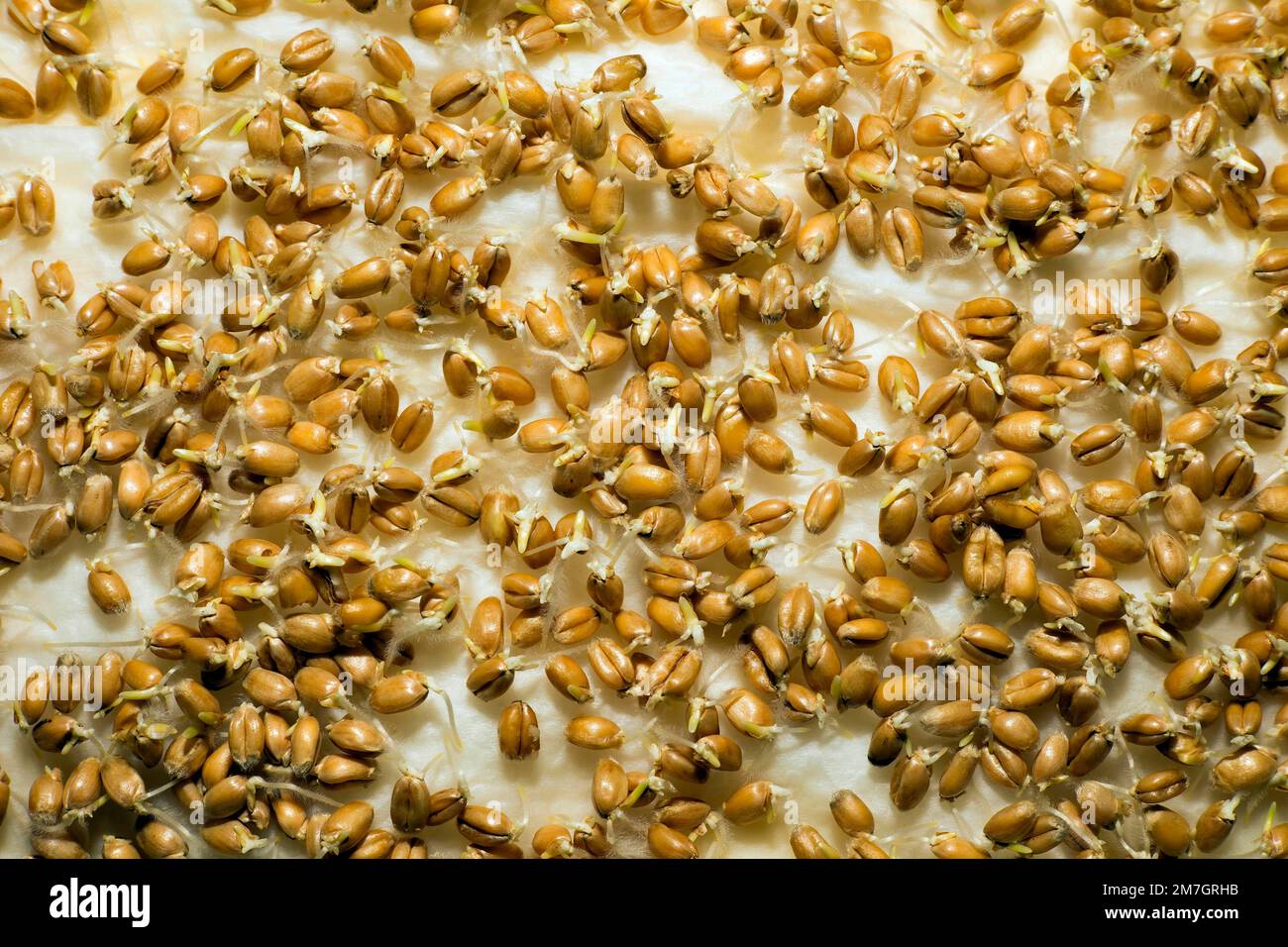 Durum (Triticum durum) wheat grains, food photography Stock Photo - Alamy