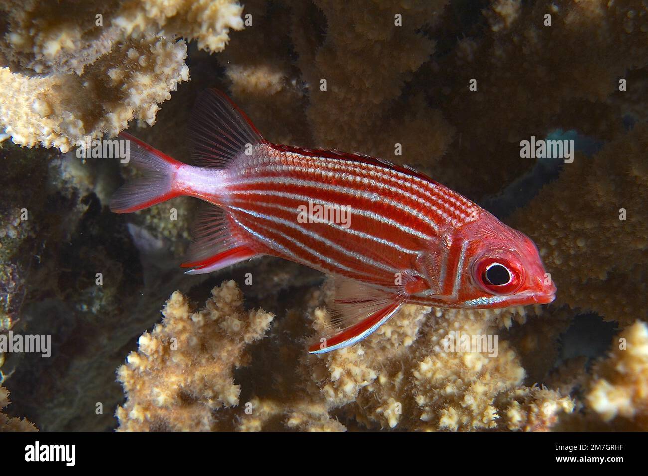 Crowned squirrelfish (Sargocentron diadema) in a stone coral (Acropora ...