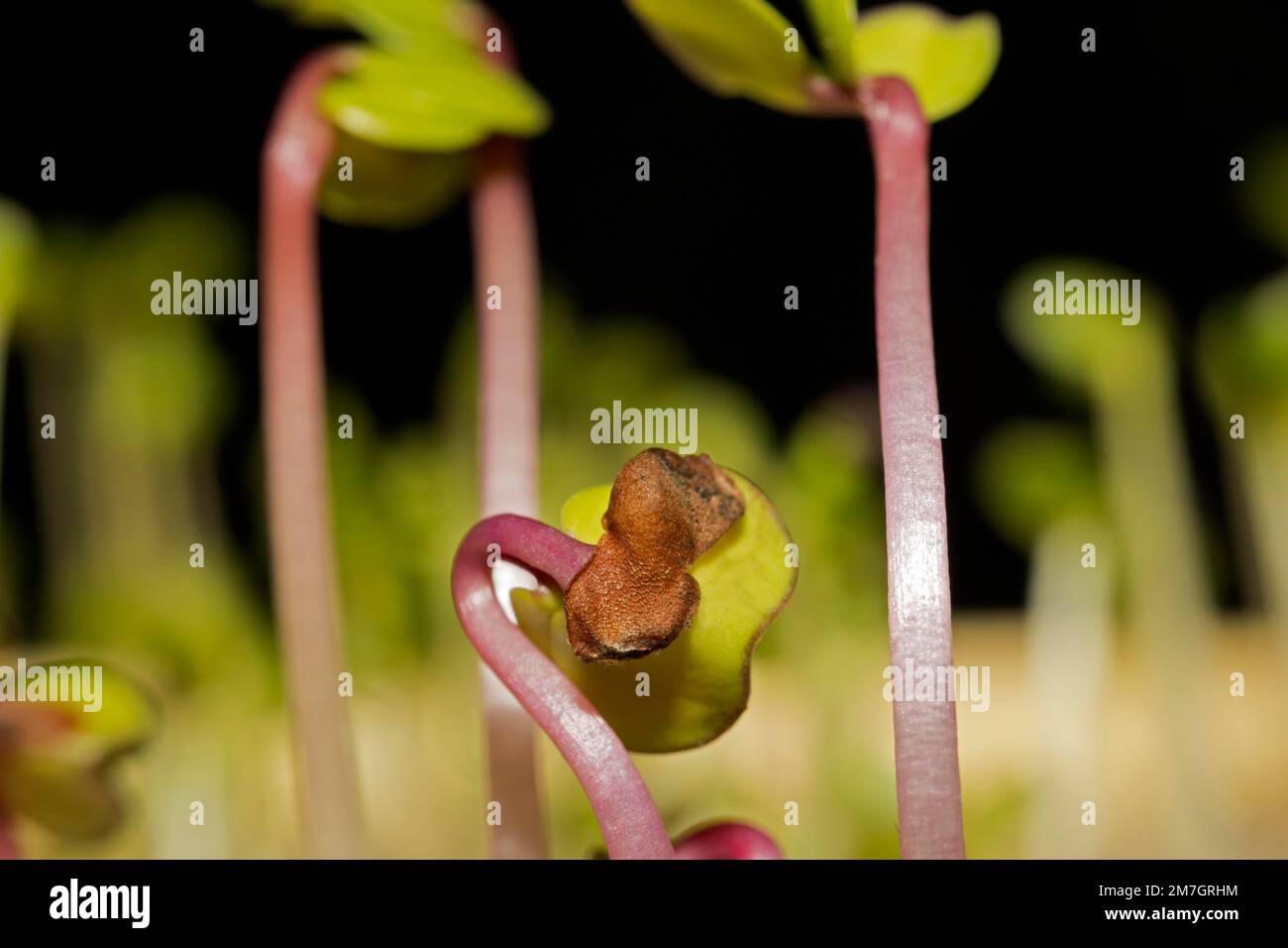 Shoots of black radish (Raphanus sativus L. var. niger), food ...