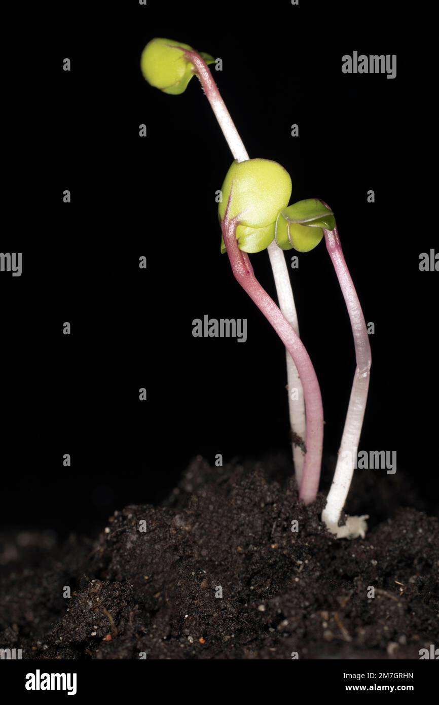 Raphanus sativus l hi-res stock photography and images - Alamy