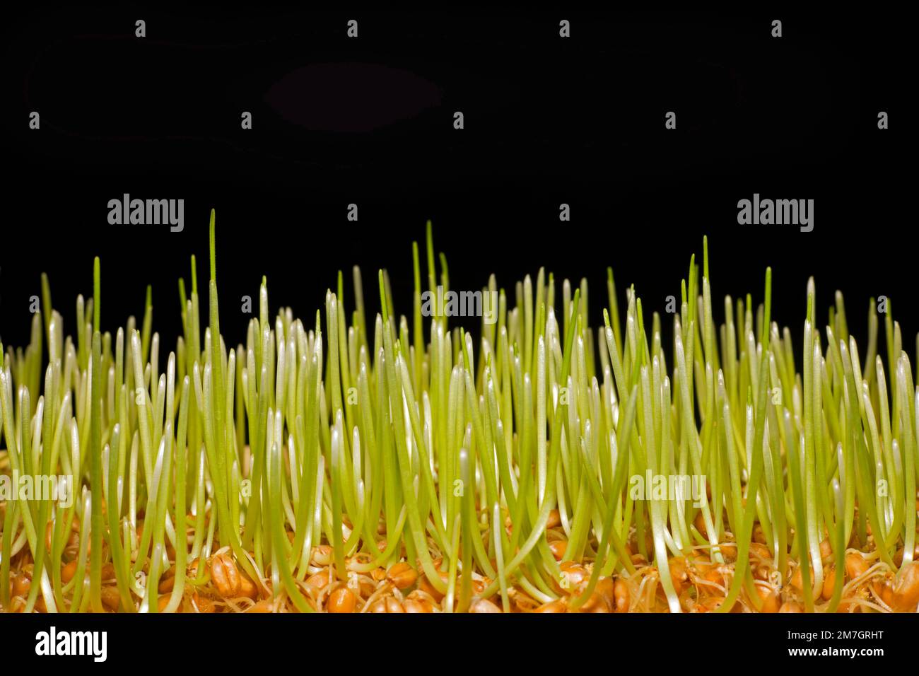 Durum (Triticum durum) green from wheat, food photography with black ...