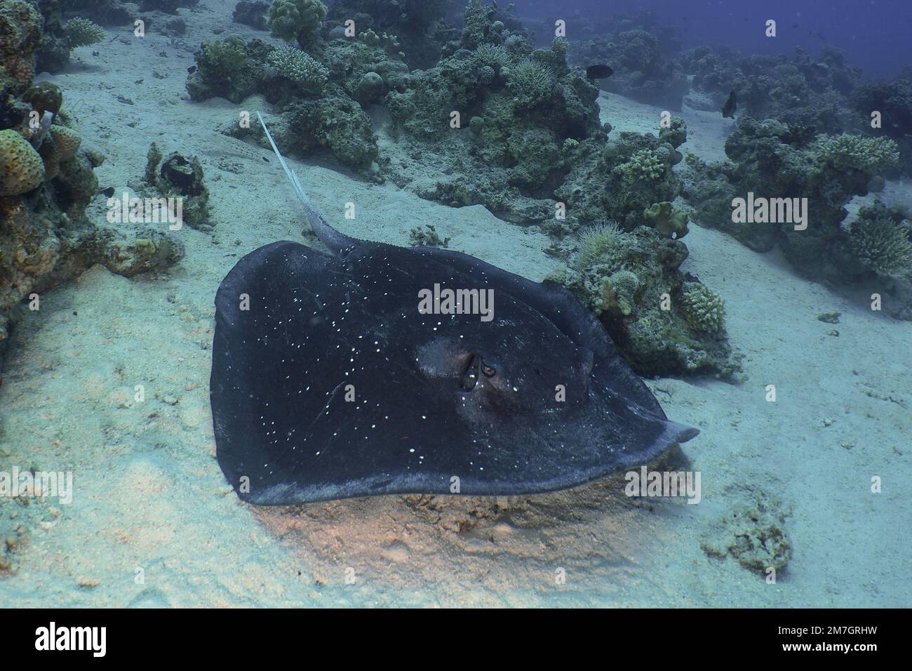 Blackspotted stingray (Taeniura meyeni) . Dive site Shaab El Erg ...
