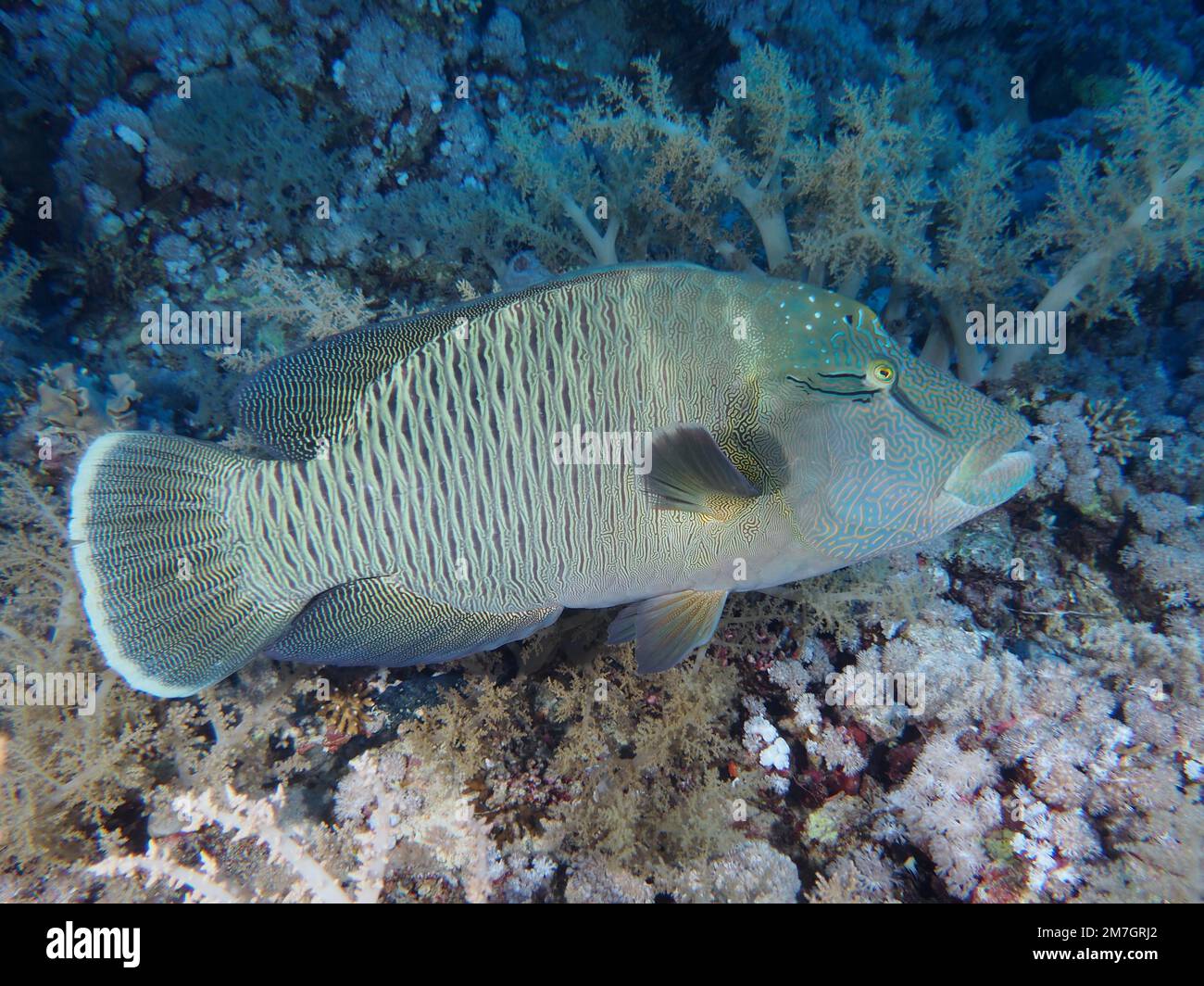 Humphead wrasse (Cheilinus undulatus) . Dive site Daedalus Reef, Red ...