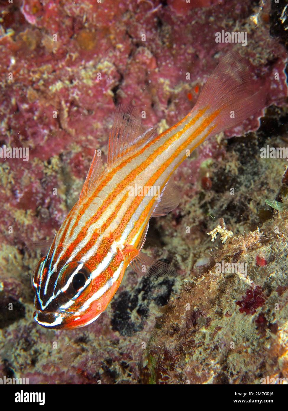 Golden-striped cardinalfish (Apogon cyanosoma) . Dive site House Reef ...