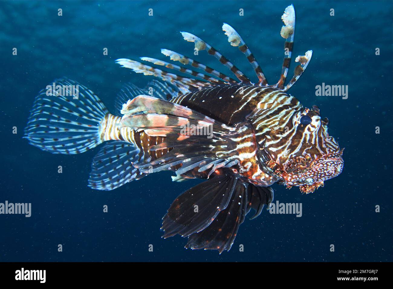 Common lionfish (Pterois miles) just below the surface. Dive site Abu ...