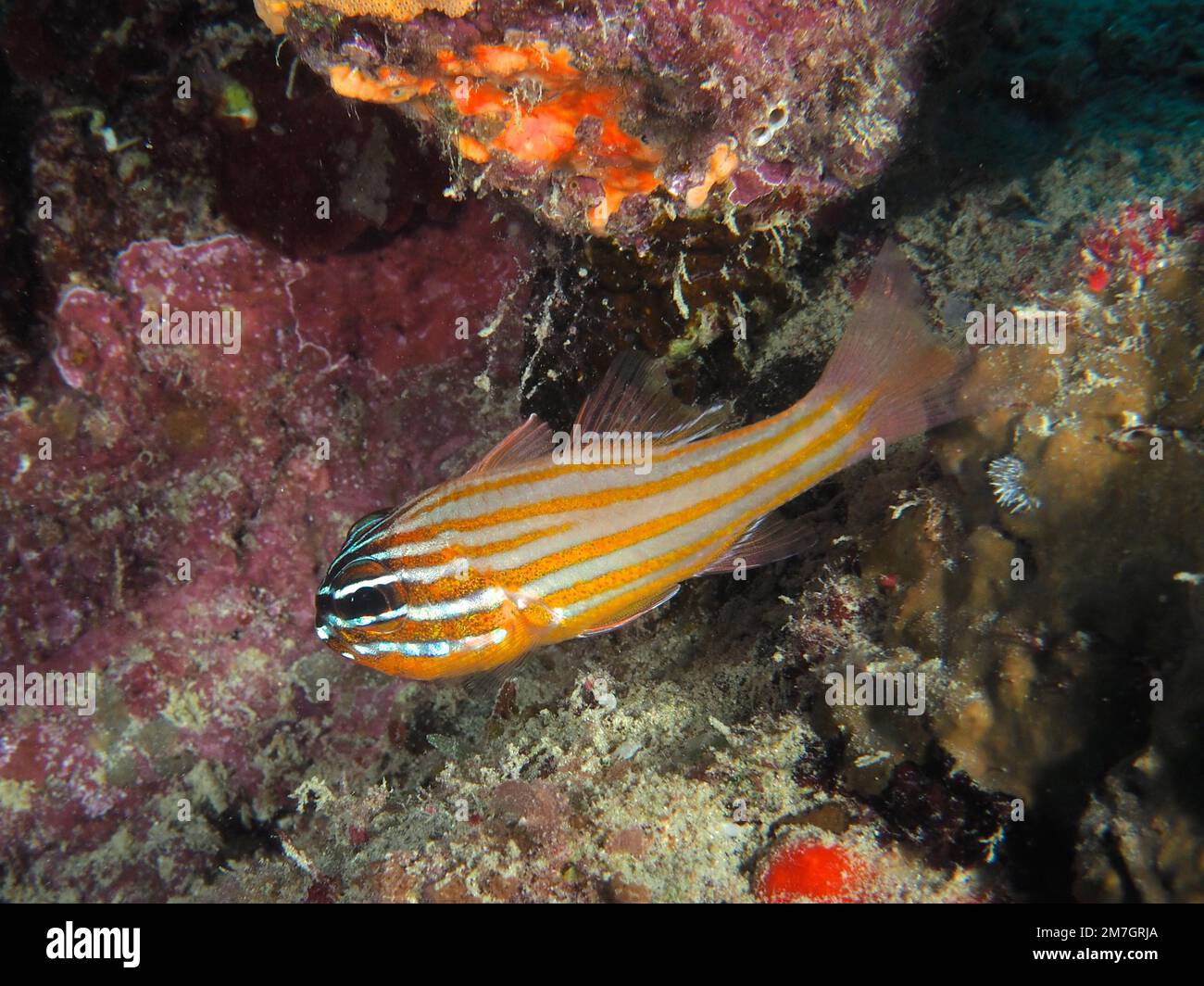 Golden-striped cardinalfish (Apogon cyanosoma) . Dive site House Reef ...
