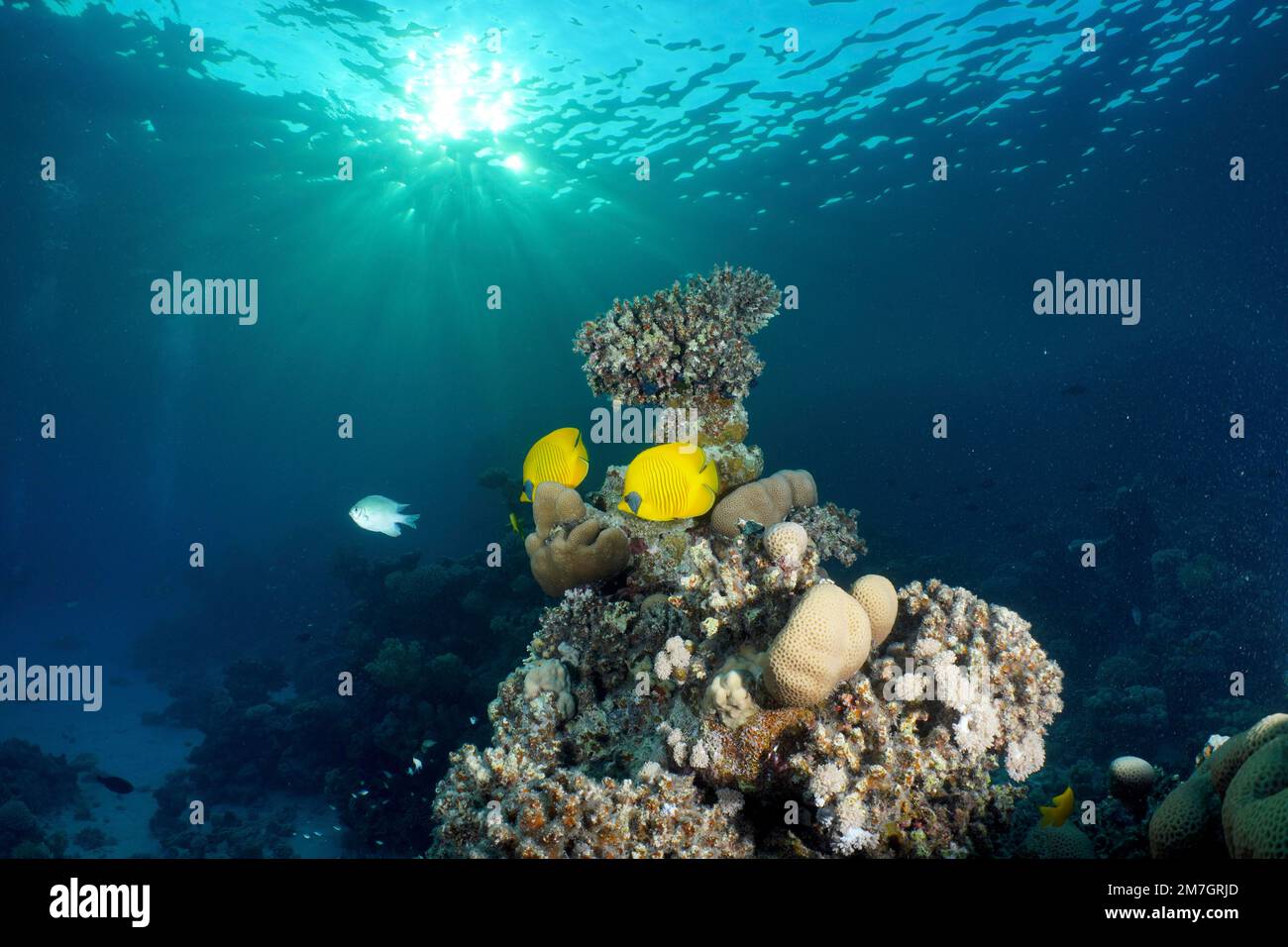 A pair of bluecheek butterflyfish (Chaetodon semilarvatus) in the ...