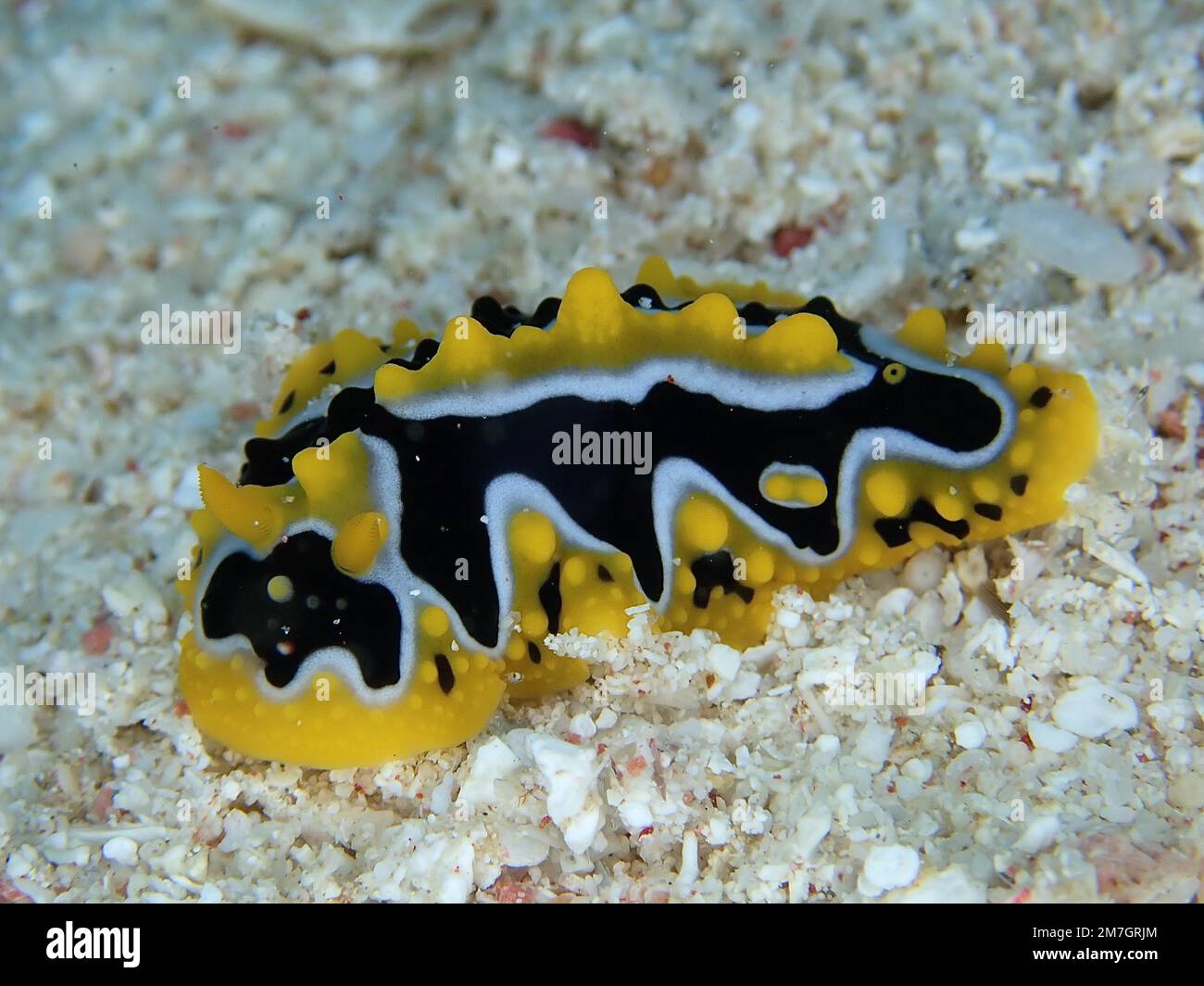 Wave Wart Snail (Phyllidia undula), warty snail. Dive site House Reef ...