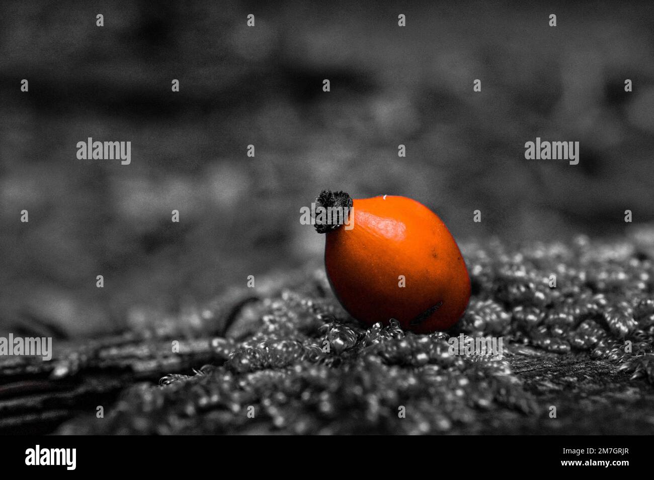 A closeup of Briar plant on a surface covered with moss against blur ...
