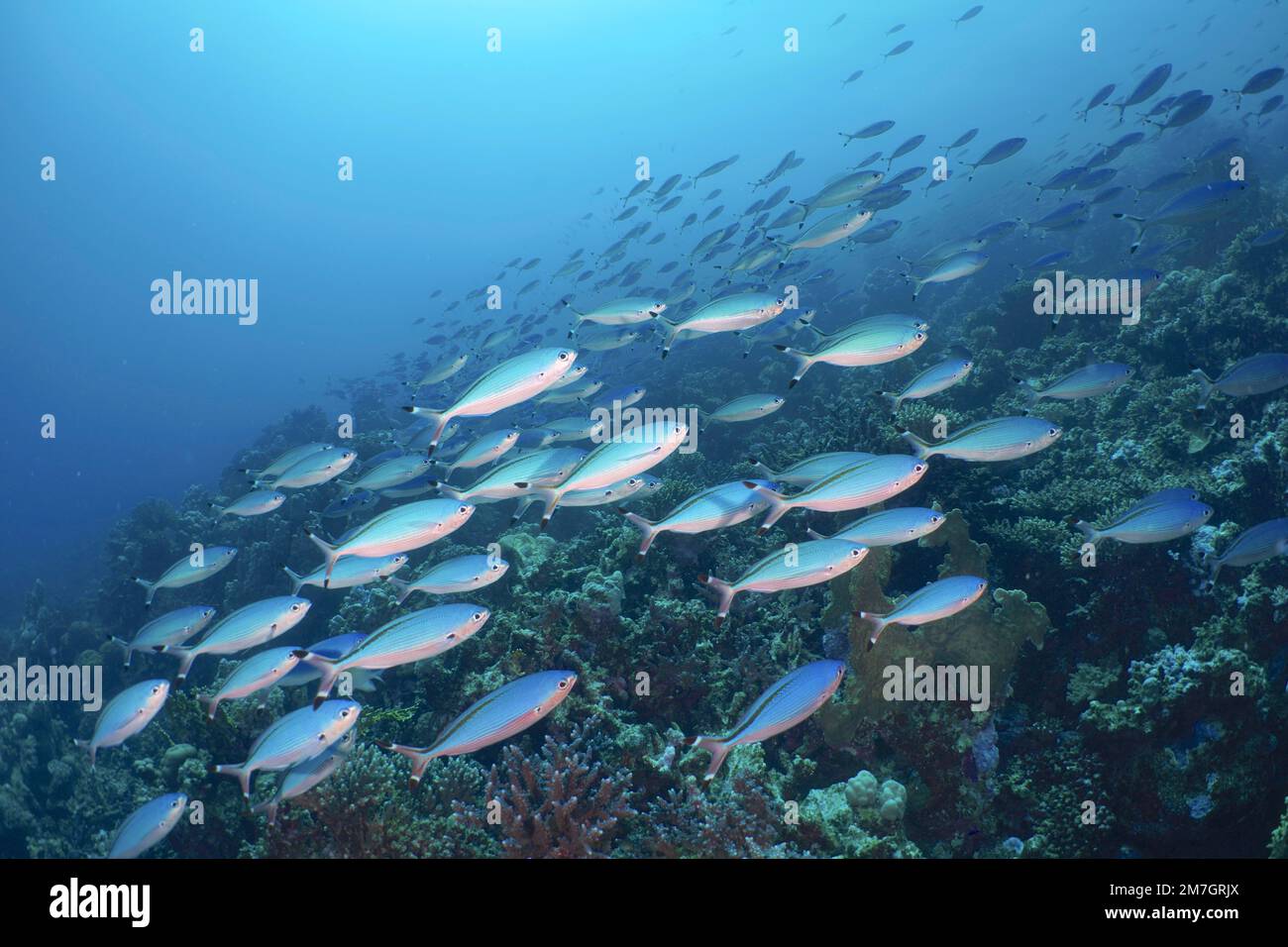 A large school of Red Sea fusilier fish Suez fusilier (Caesio suevica ...