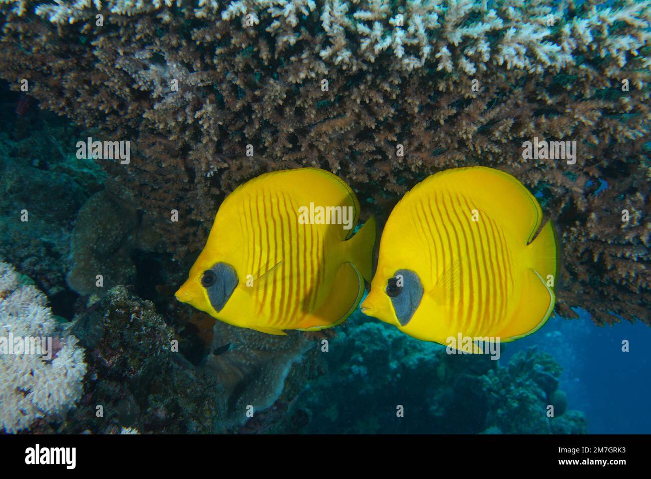 A pair of bluecheek butterflyfish (Chaetodon semilarvatus) under a ...
