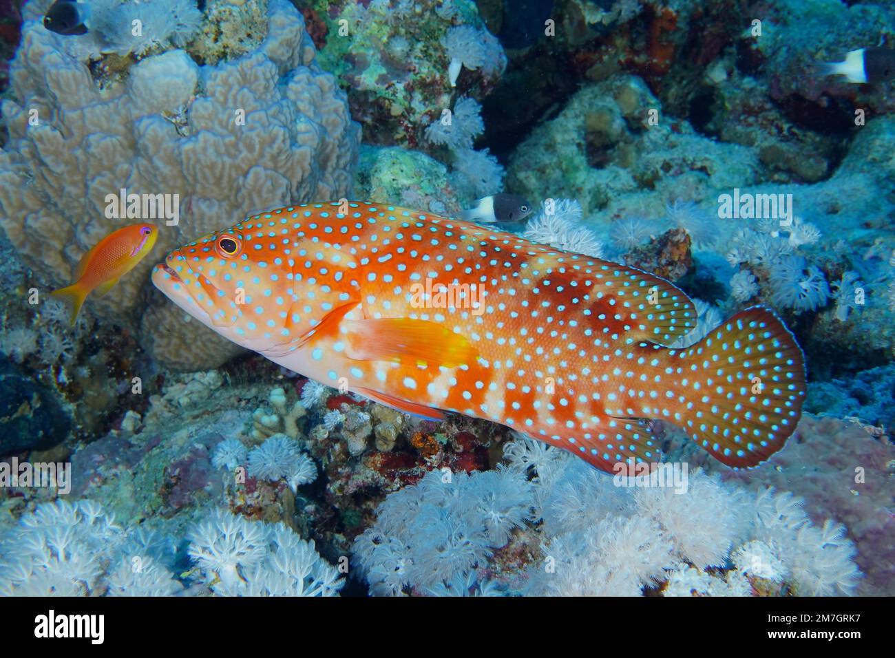 Jewel grouper (Cephalopholis oligosticta) . Dive site Gordon Reef ...