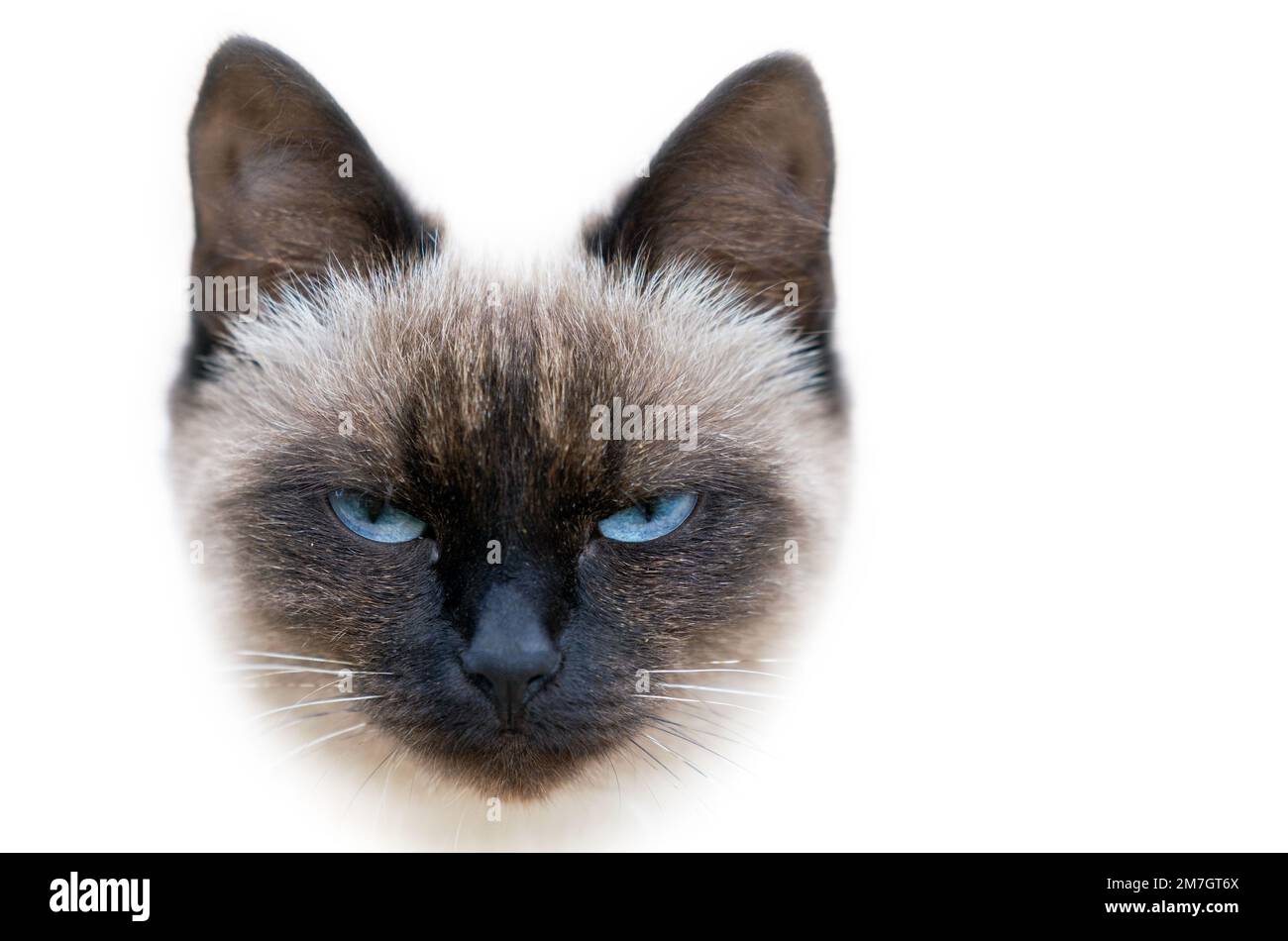 Portrait of Siamese cat with blue eyes on with smooth transition to ...