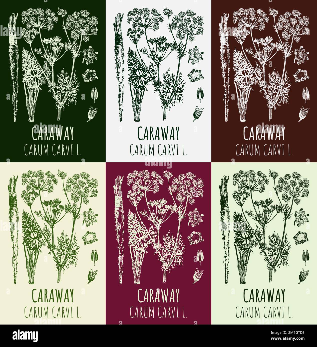 Set of drawings Caraway in different colors. Hand drawn illustration ...