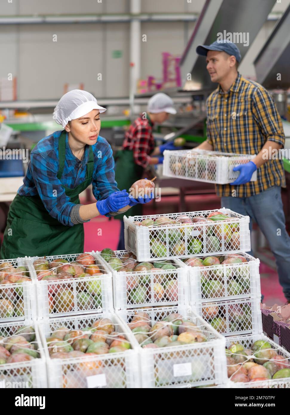 Woman working on fruit sorting line at warehouse, checking quality of ...