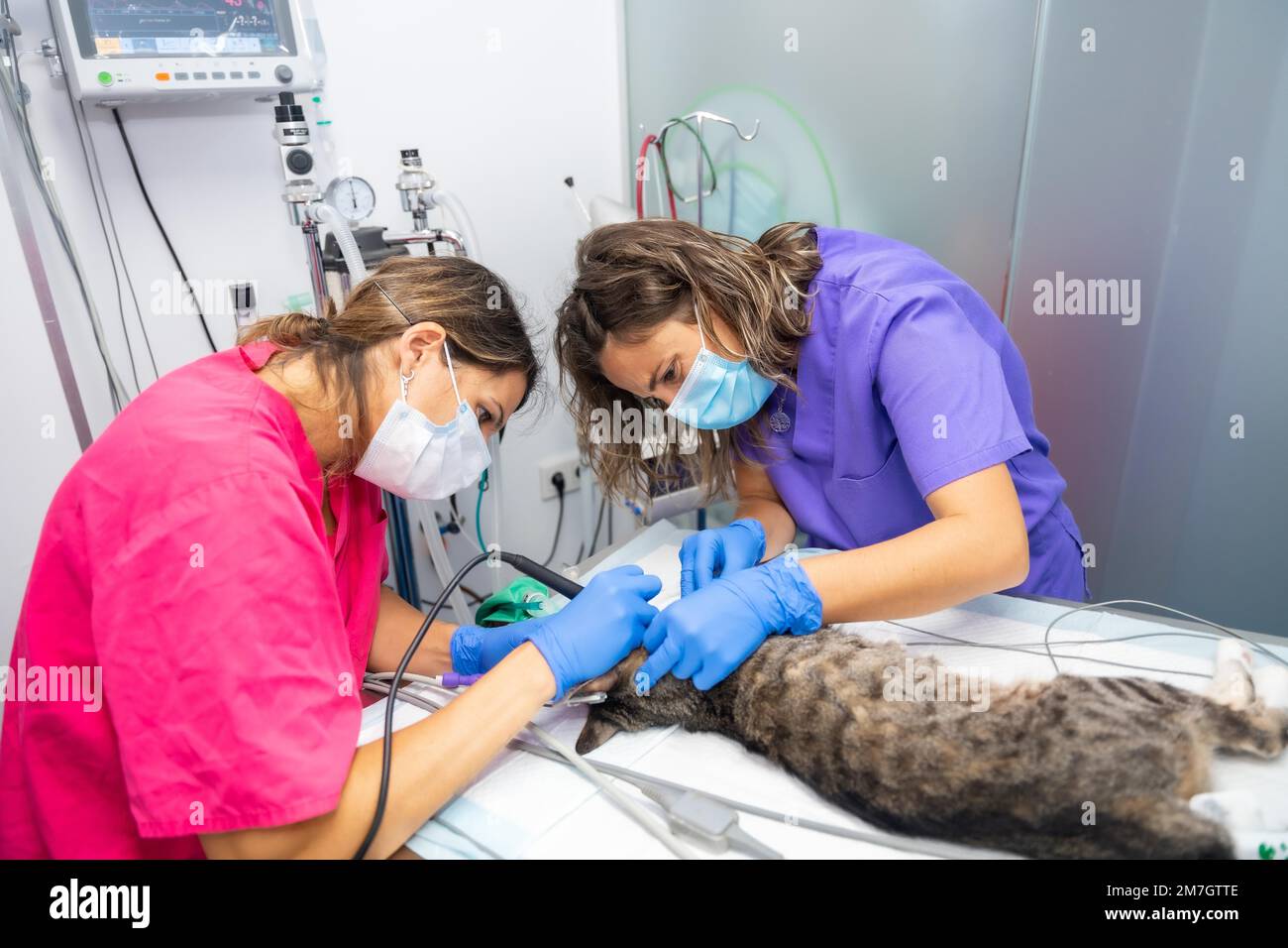 Veterinary clinic, operation on a cat, veterinary and veterinary ...