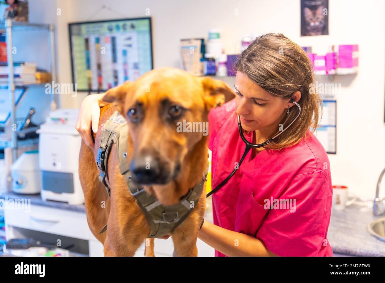 Veterinary clinic, veterinary woman analyzing a dog in routine control ...