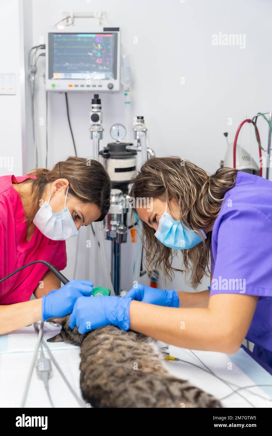 Veterinary clinic, operation on a cat, veterinarian and veterinary ...