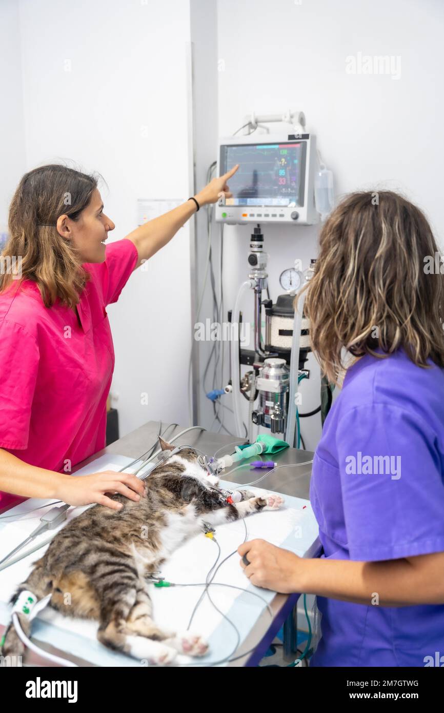 Veterinary clinic, two veterinarians checking the constants and the ...