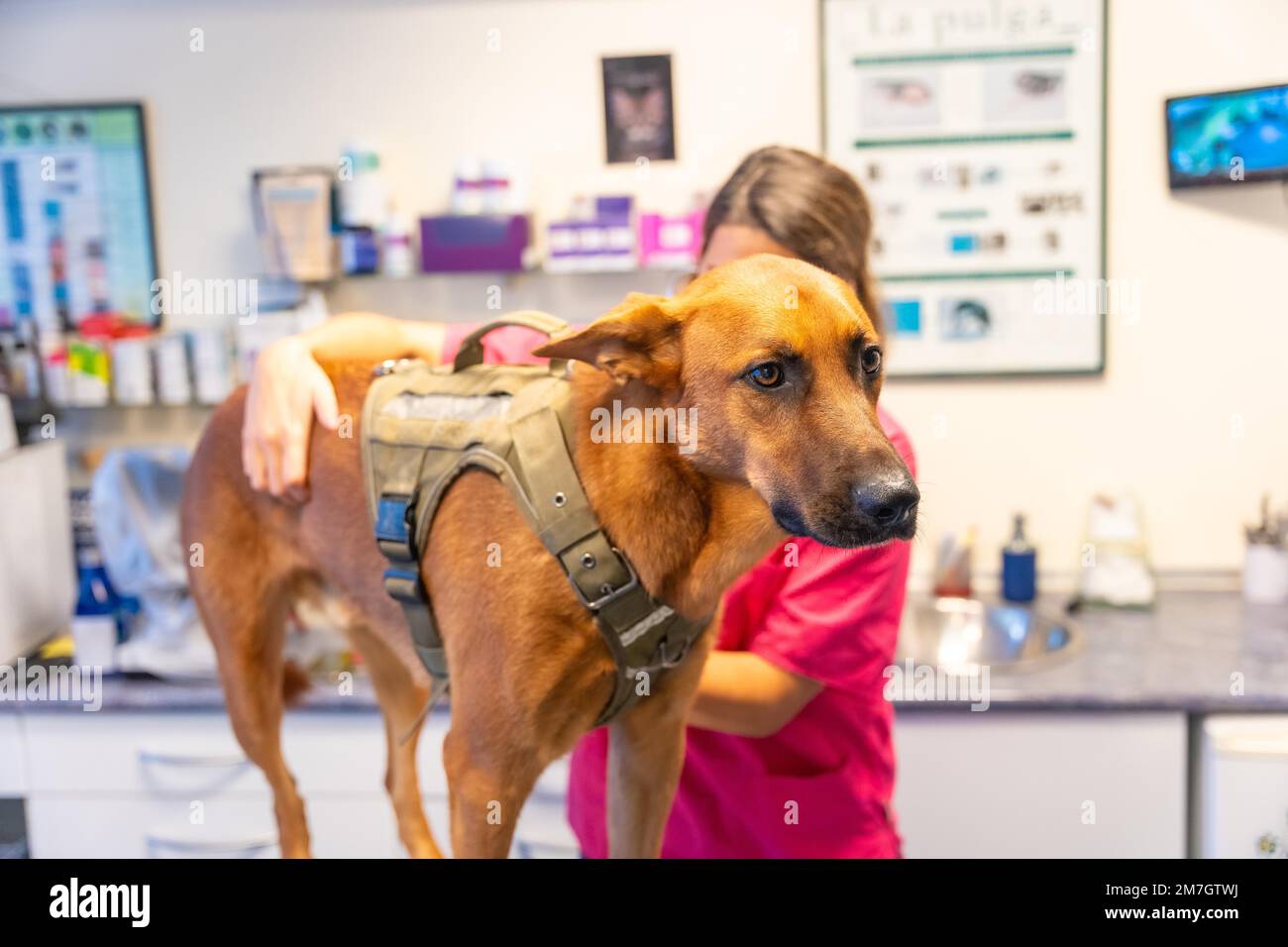 Veterinary clinic, veterinary woman analyzing a dog in routine control ...