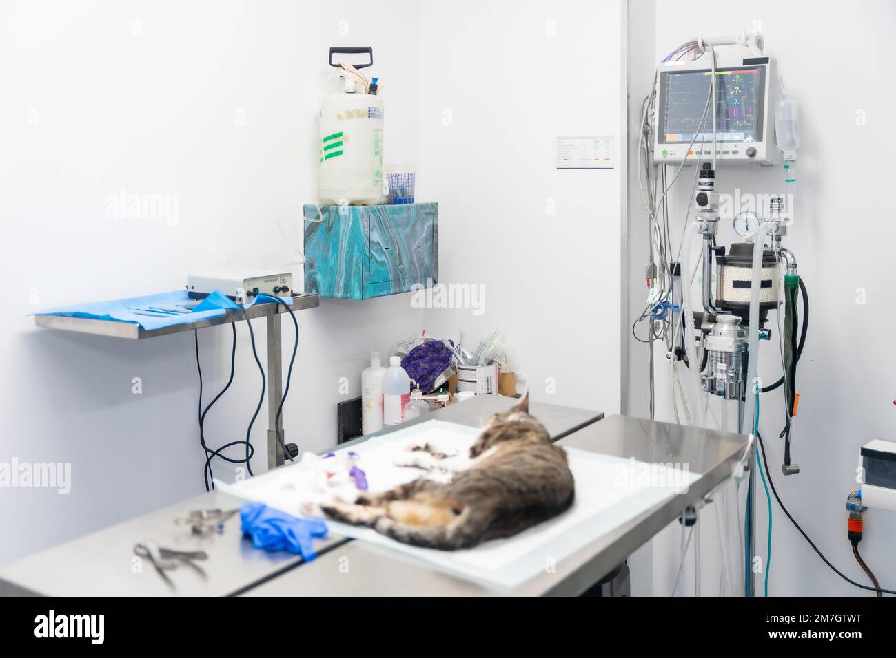 Veterinary clinic with a cat, workspace for operations in the clinic ...