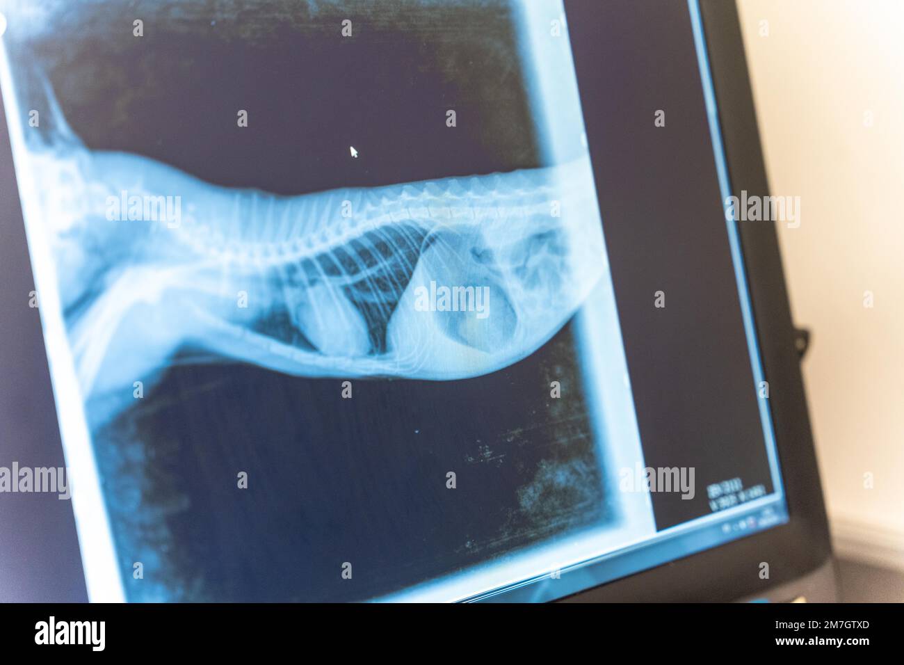 Veterinary clinic, veterinarian reviewing the x-ray of the dog to be ...