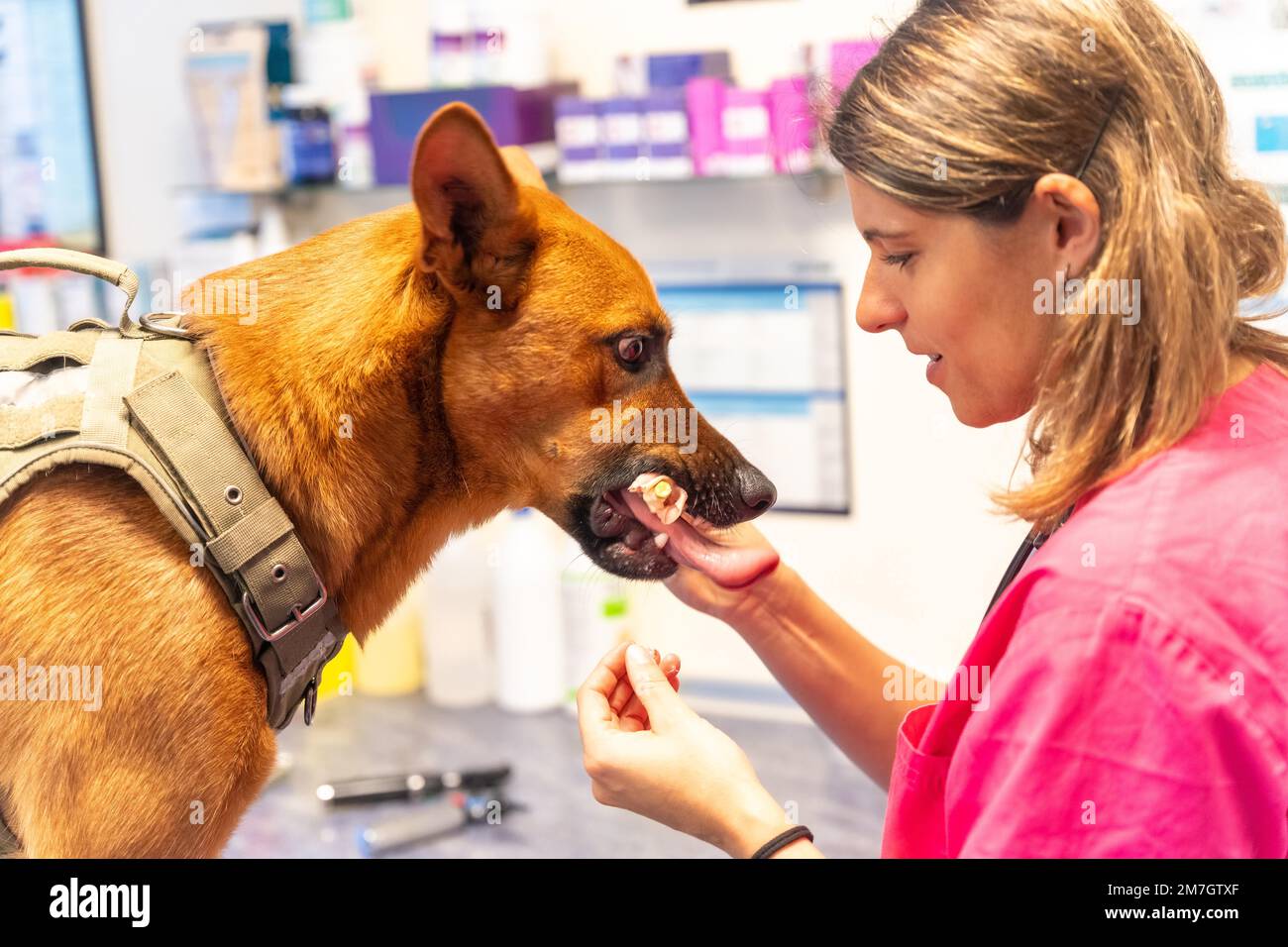 Veterinary clinic, veterinary woman rewarding the dog in the routine ...