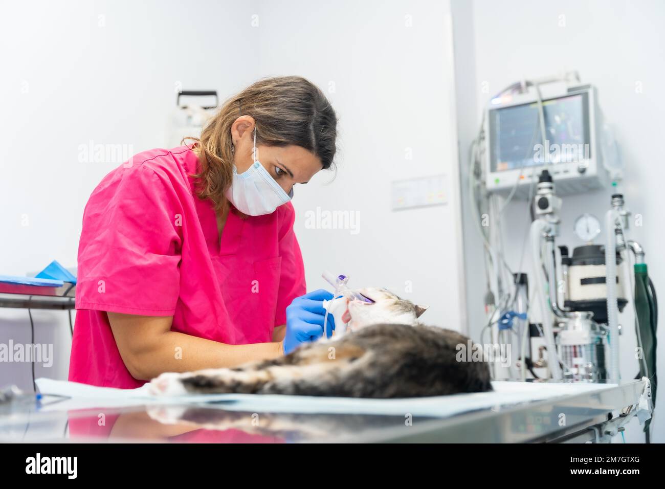Veterinary clinic with a cat, veterinarian finishing the operation on ...