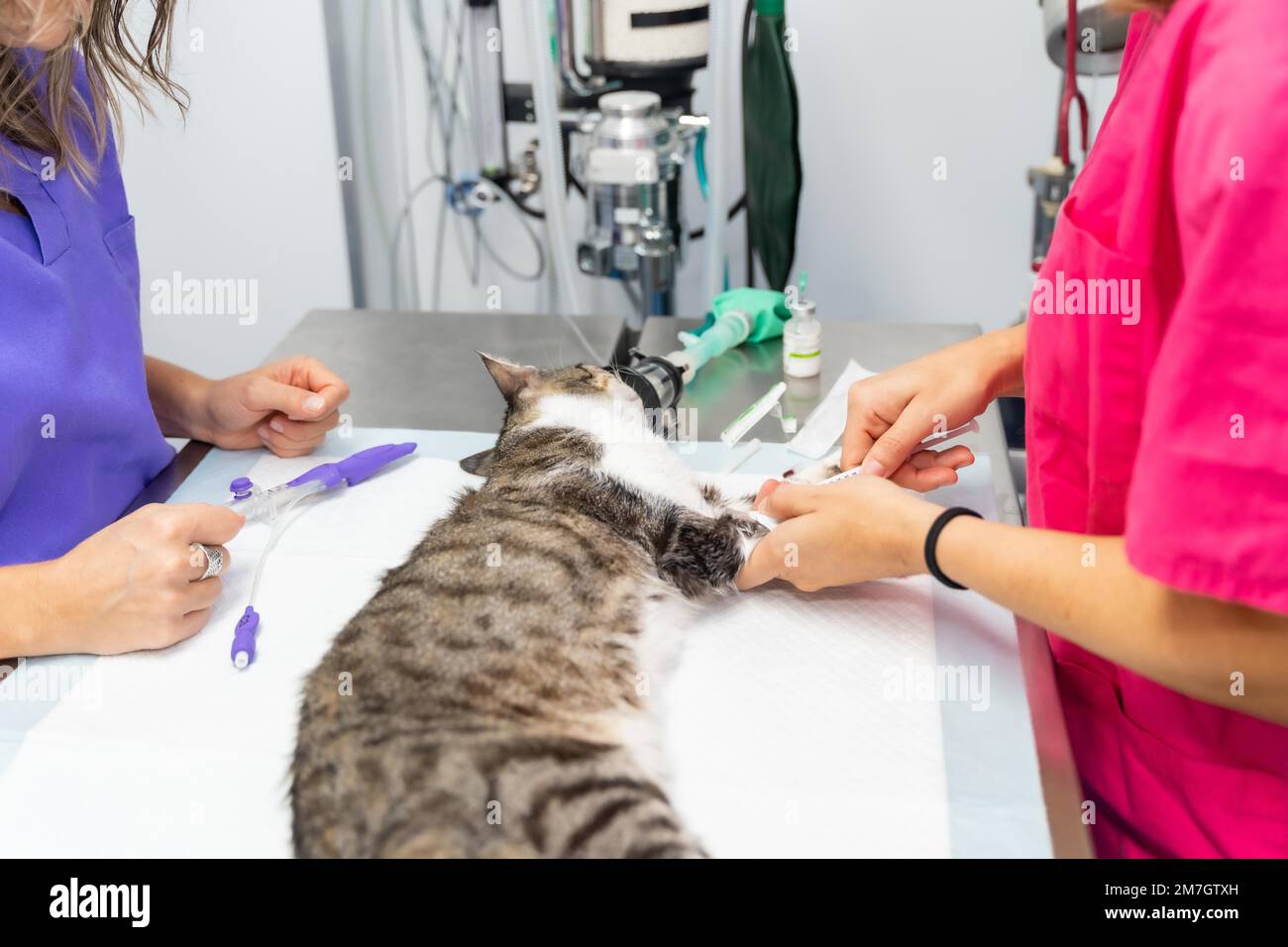 Veterinary clinic, two veterinarians injecting anesthesia to the cat on ...