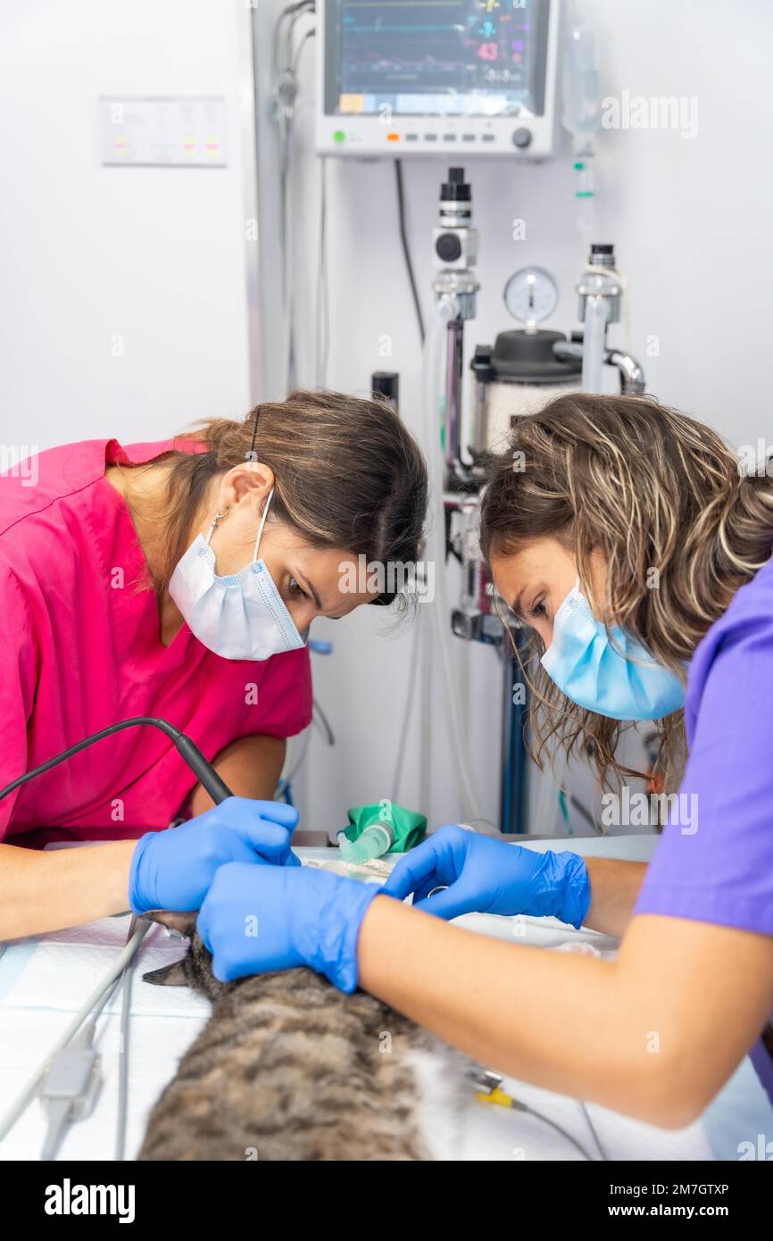 Veterinary clinic, operation on a cat, veterinarian and veterinary ...