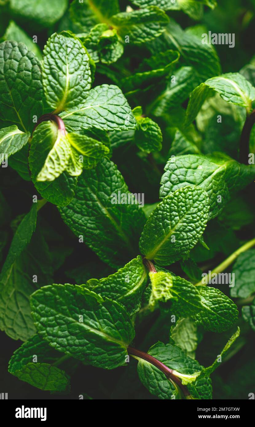 Fresh mint or peppermint on dark background. Medicinal plant, close-up ...