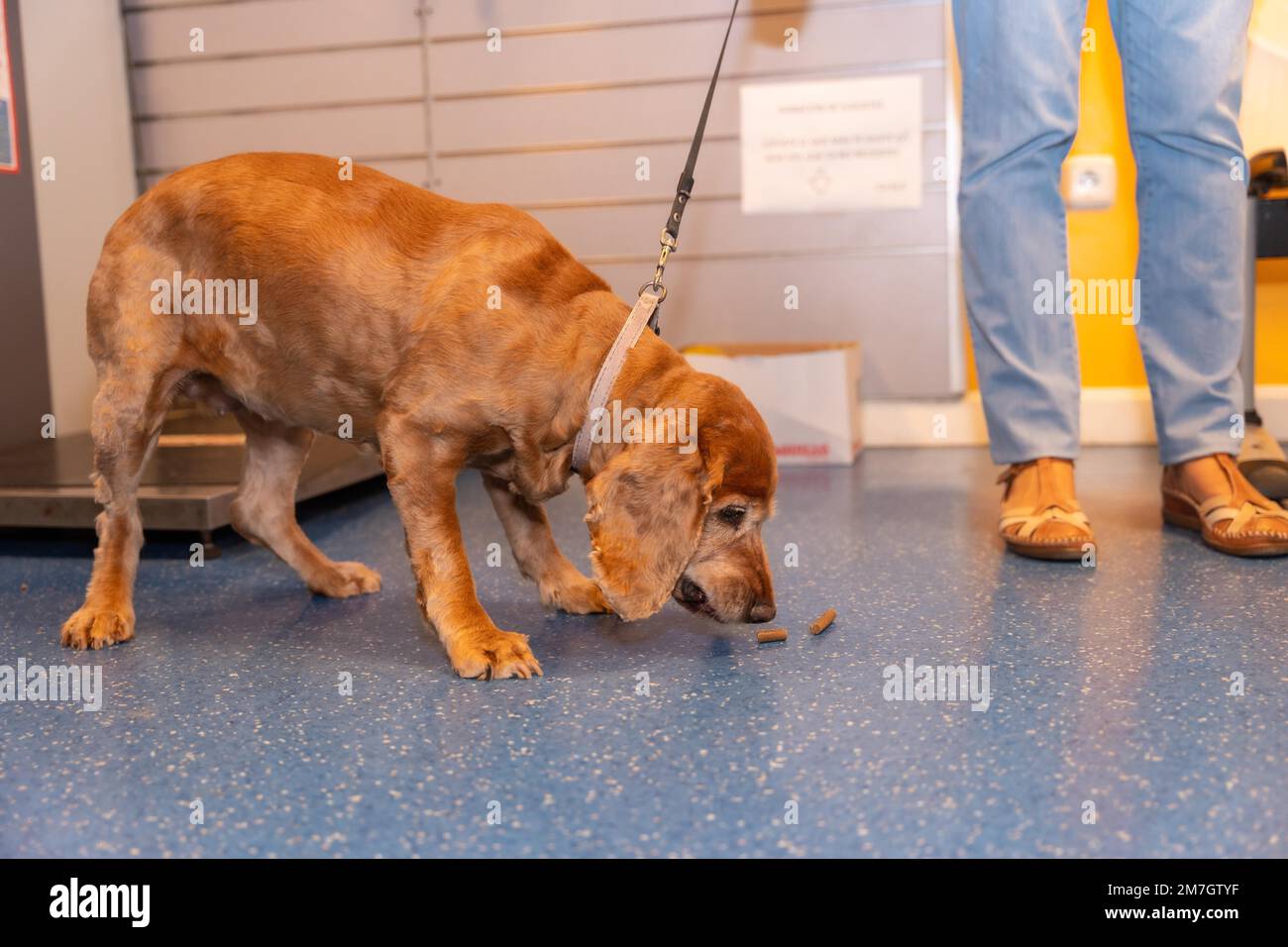 Veterinary clinic, a dog waiting to be seen in the waiting room, eating ...