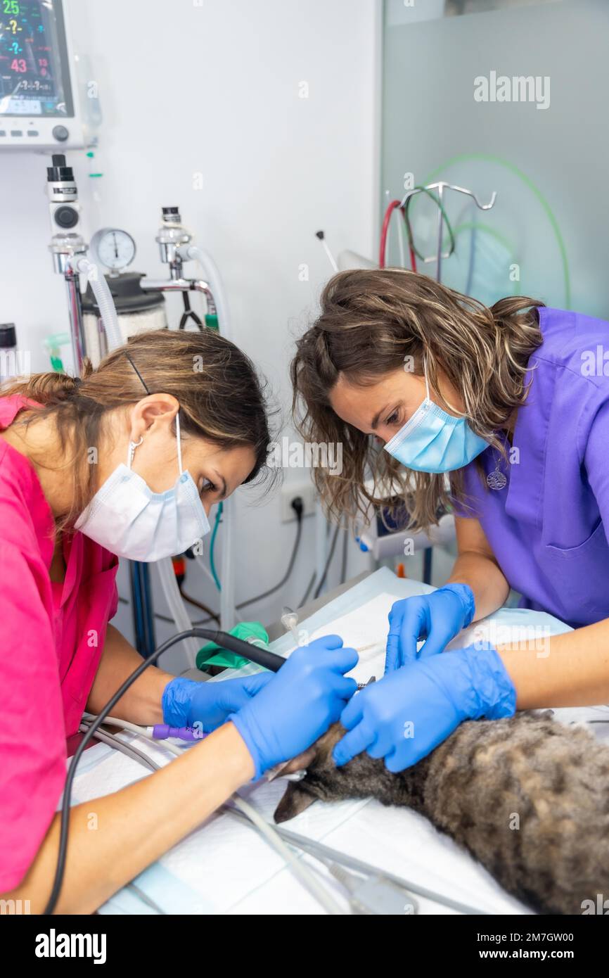 Veterinary clinic, operation on a cat, veterinary veterinarians in ...