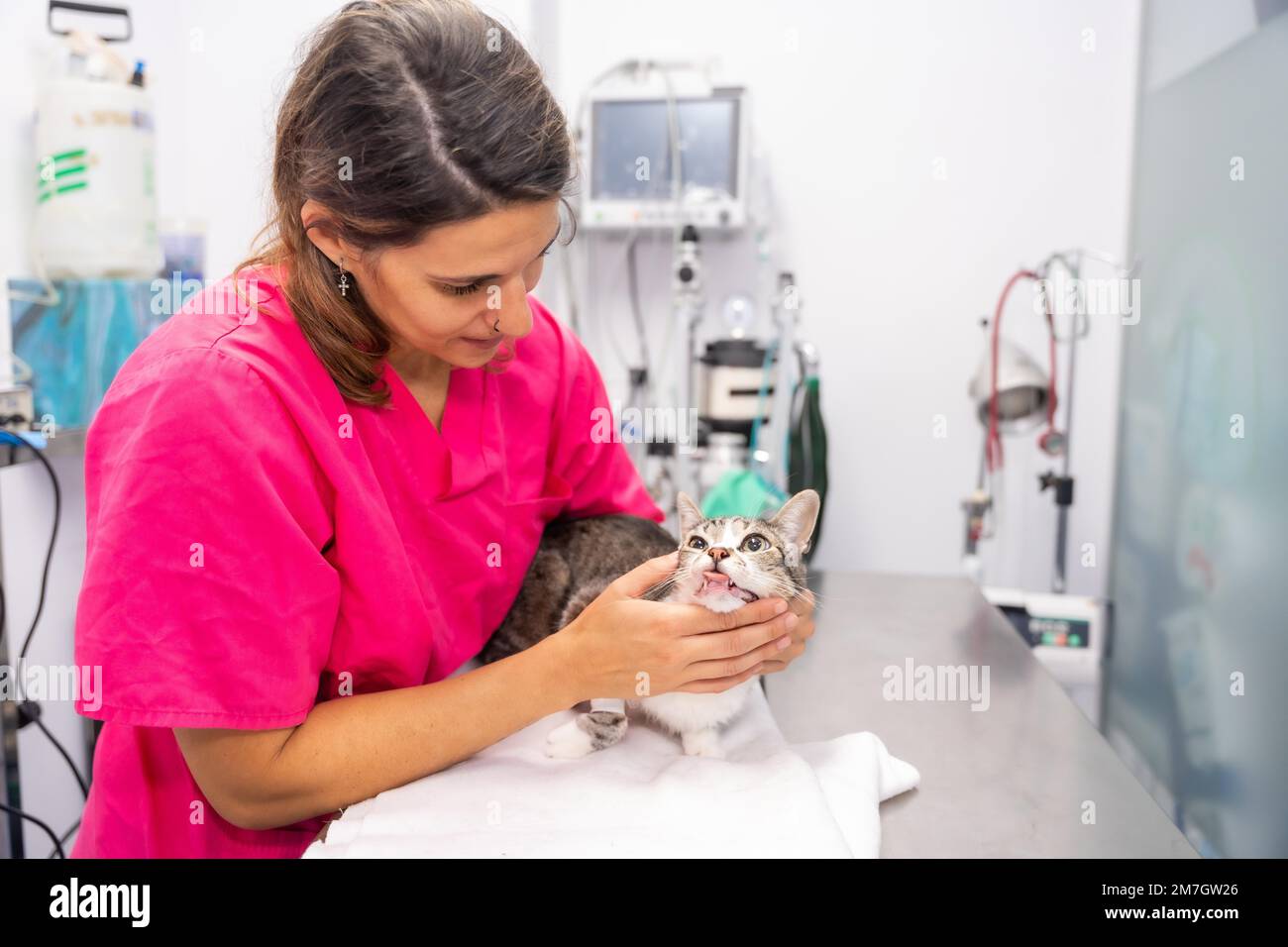 Veterinary clinic, veterinarian with a cat on the operating table ...