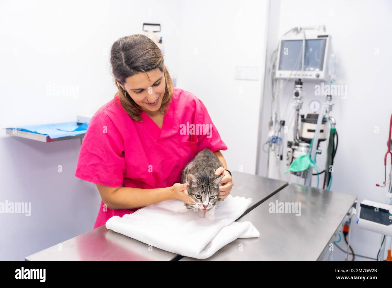 Veterinary clinic, veterinarian with a cat on the operating table ...