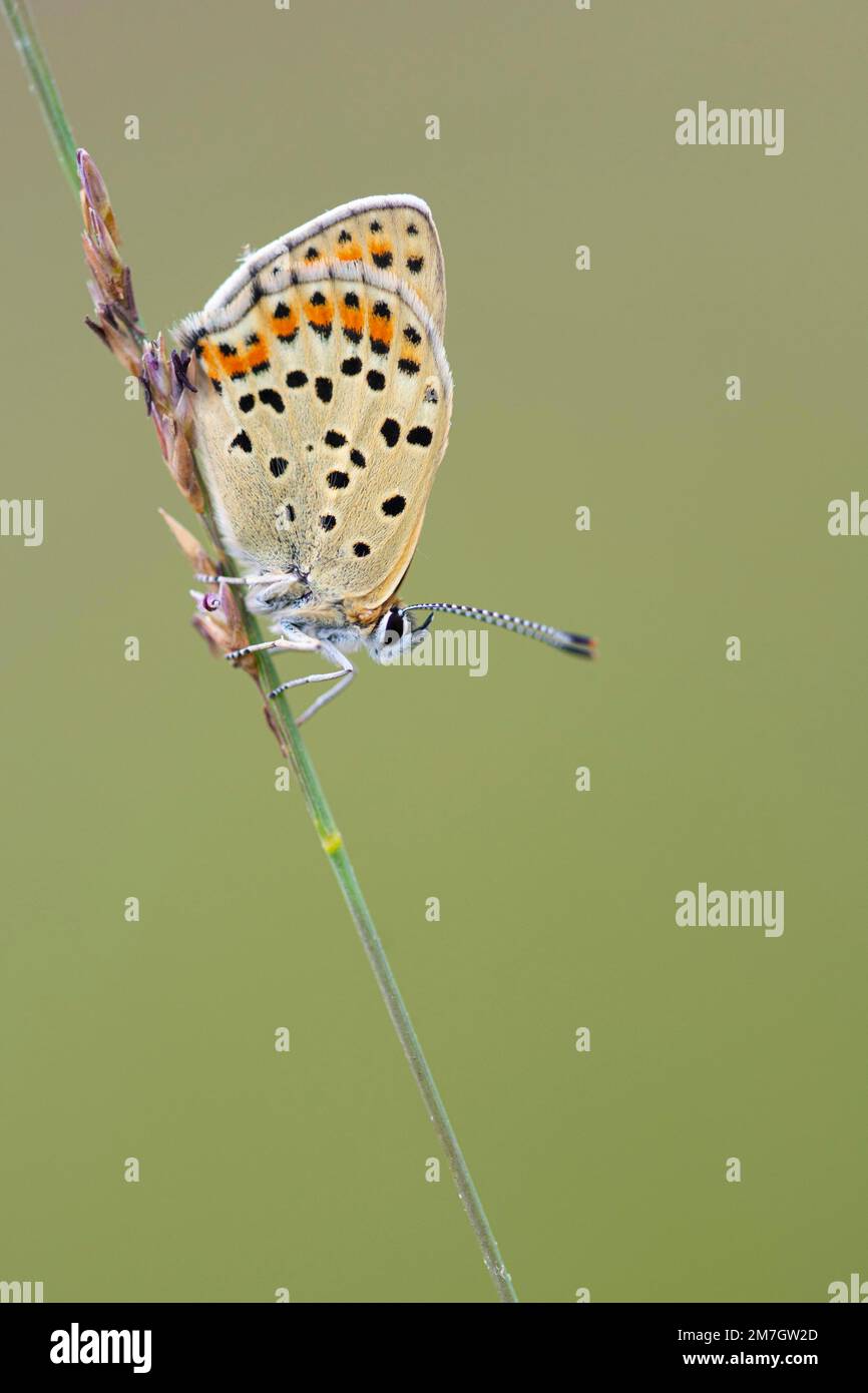 Sooty copper (Lycaena tityrus) in night roost, Oldenburger Muensterland ...