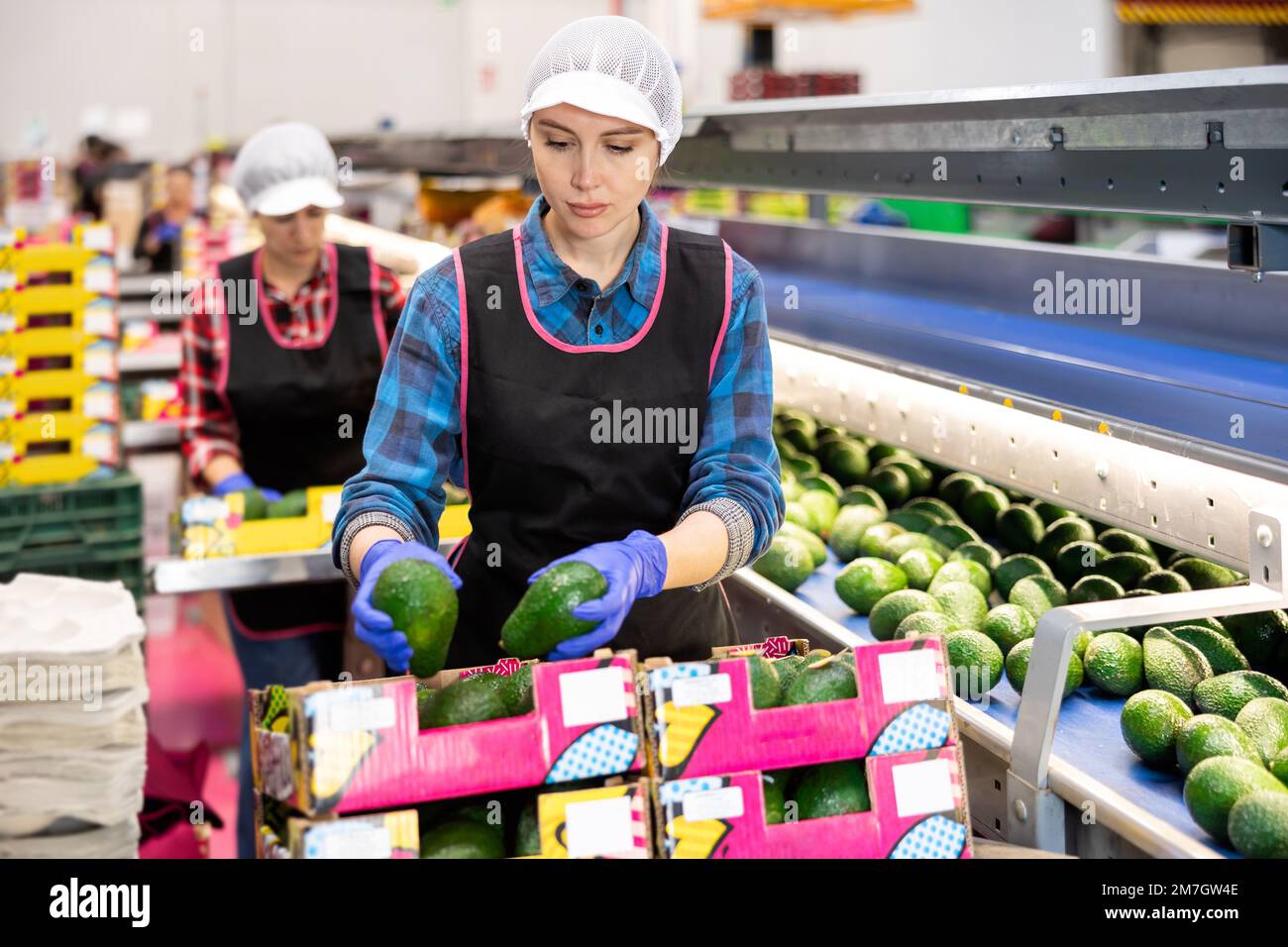 Workwoman sorting and packing Hass avocados on conveyor line Stock ...