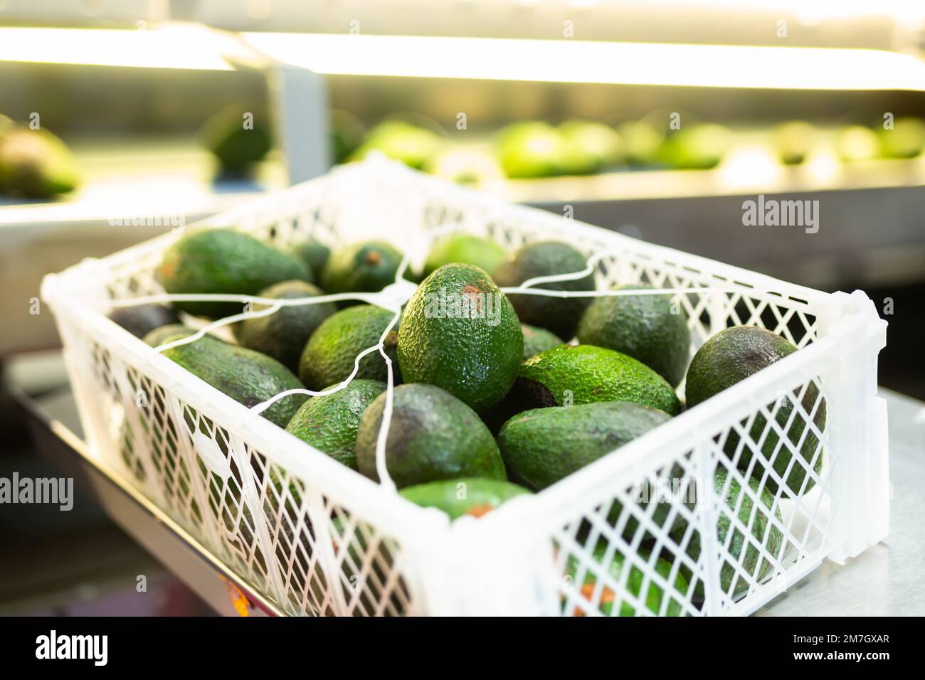 Fresh fruit avocado in crates after packaging, warehouse at mango ...