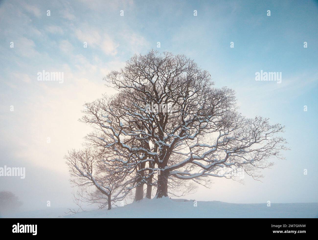 Winter tree silhouettes with snow Stock Photo - Alamy