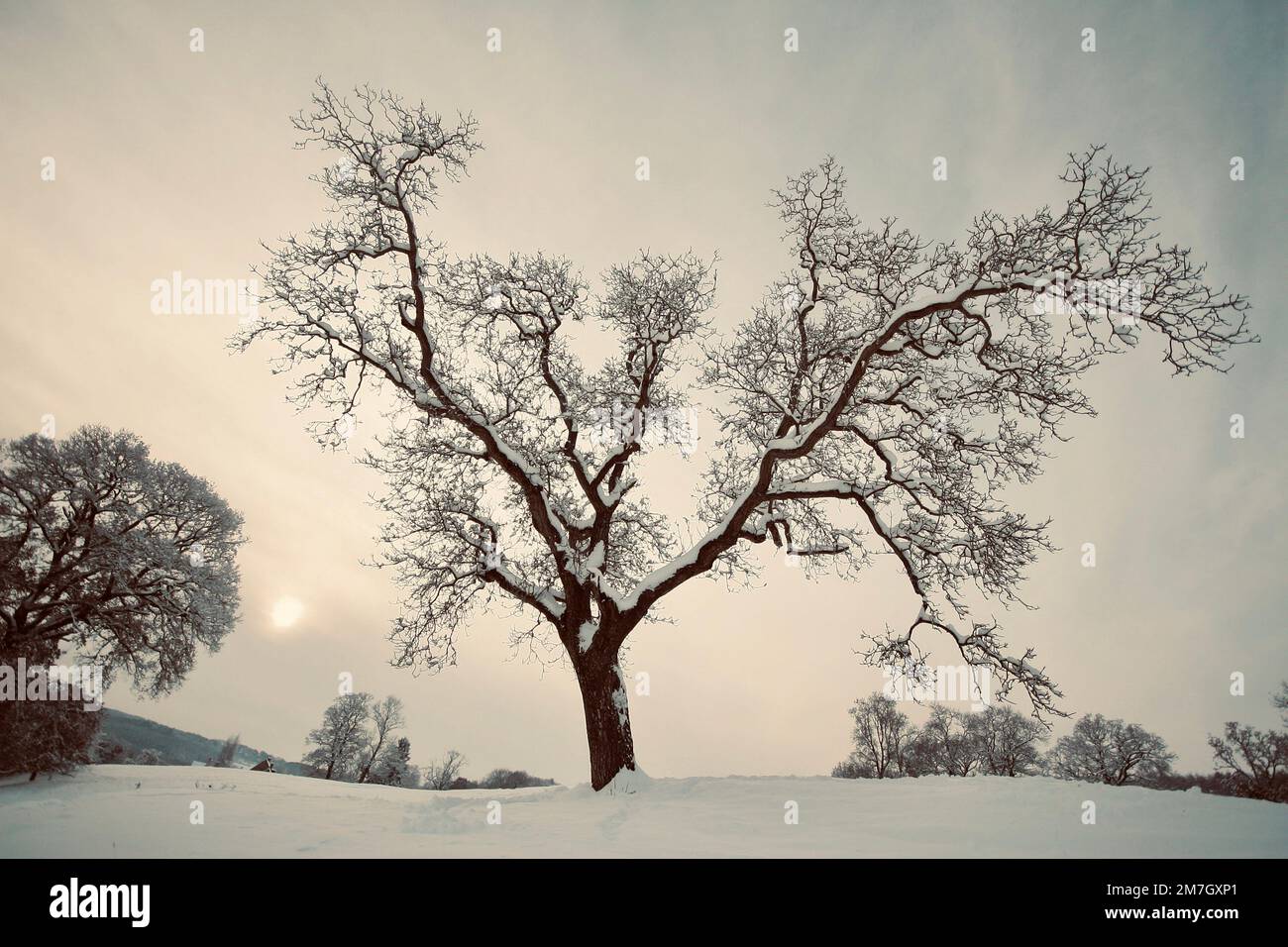 Winter tree silhouettes with snow Stock Photo - Alamy