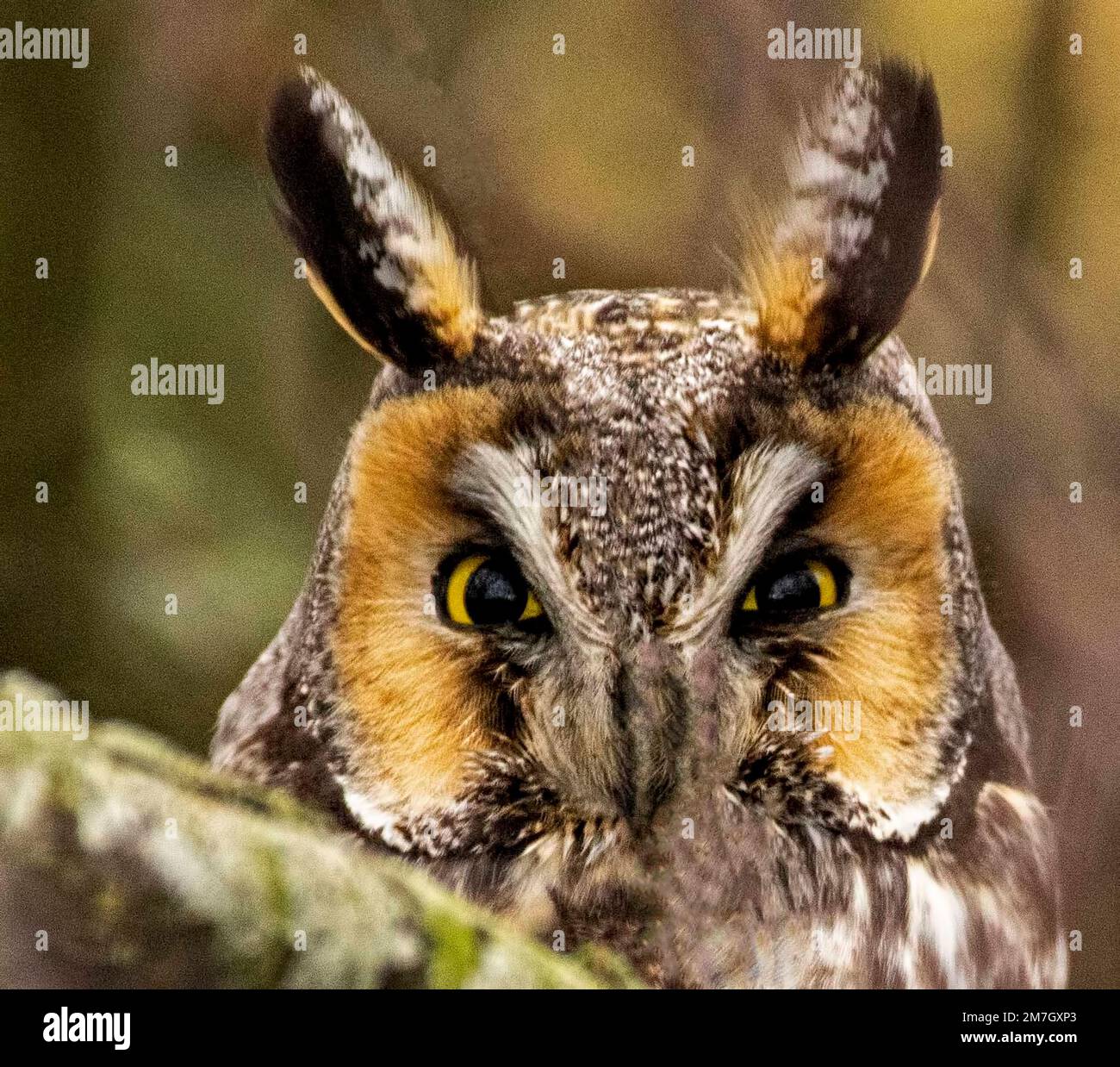 Long Eared owl Stock Photo - Alamy