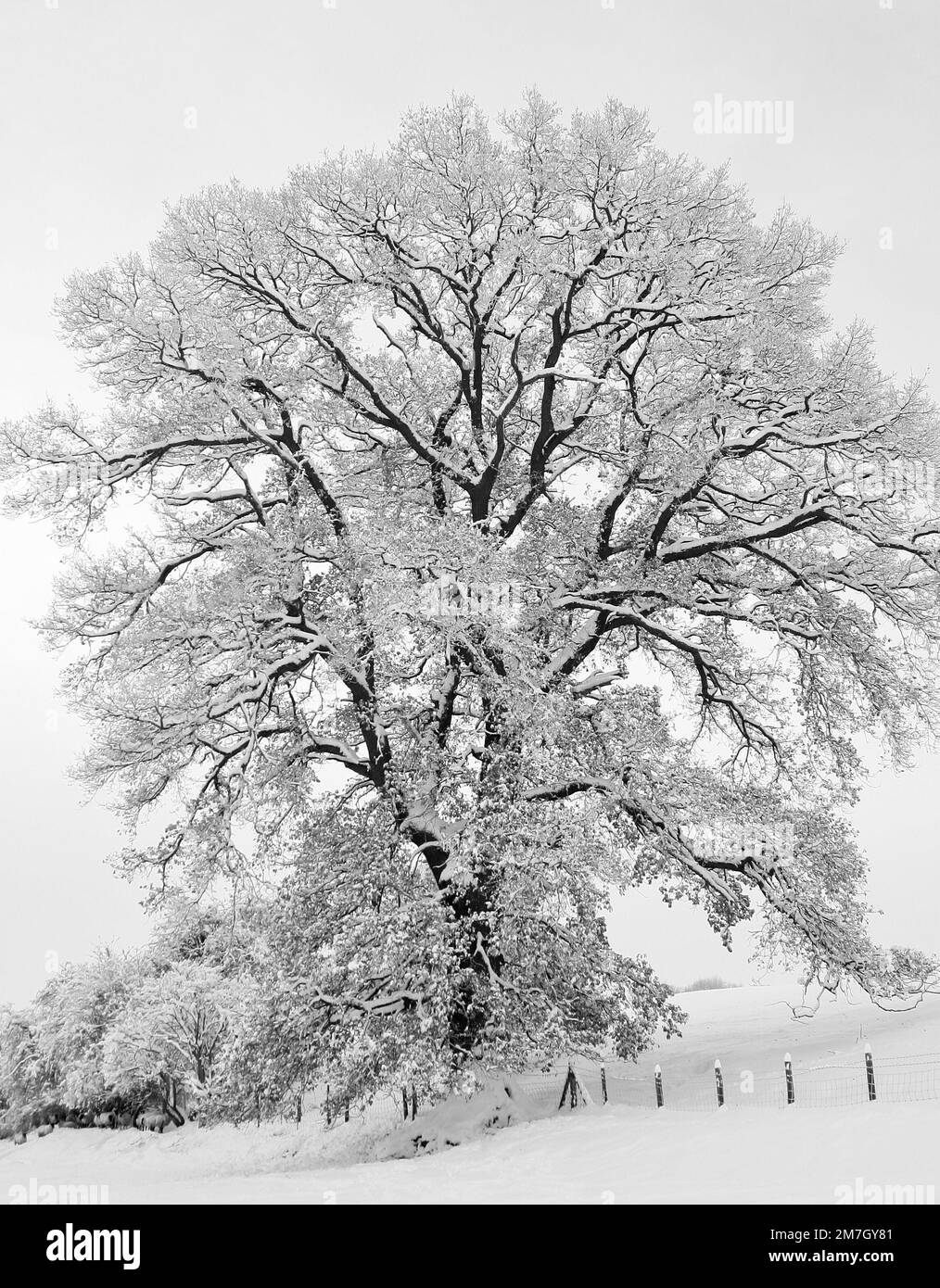 tree in snow Stock Photo - Alamy