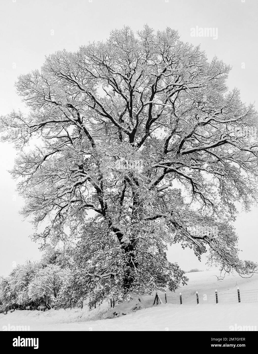 tree in snow Stock Photo - Alamy