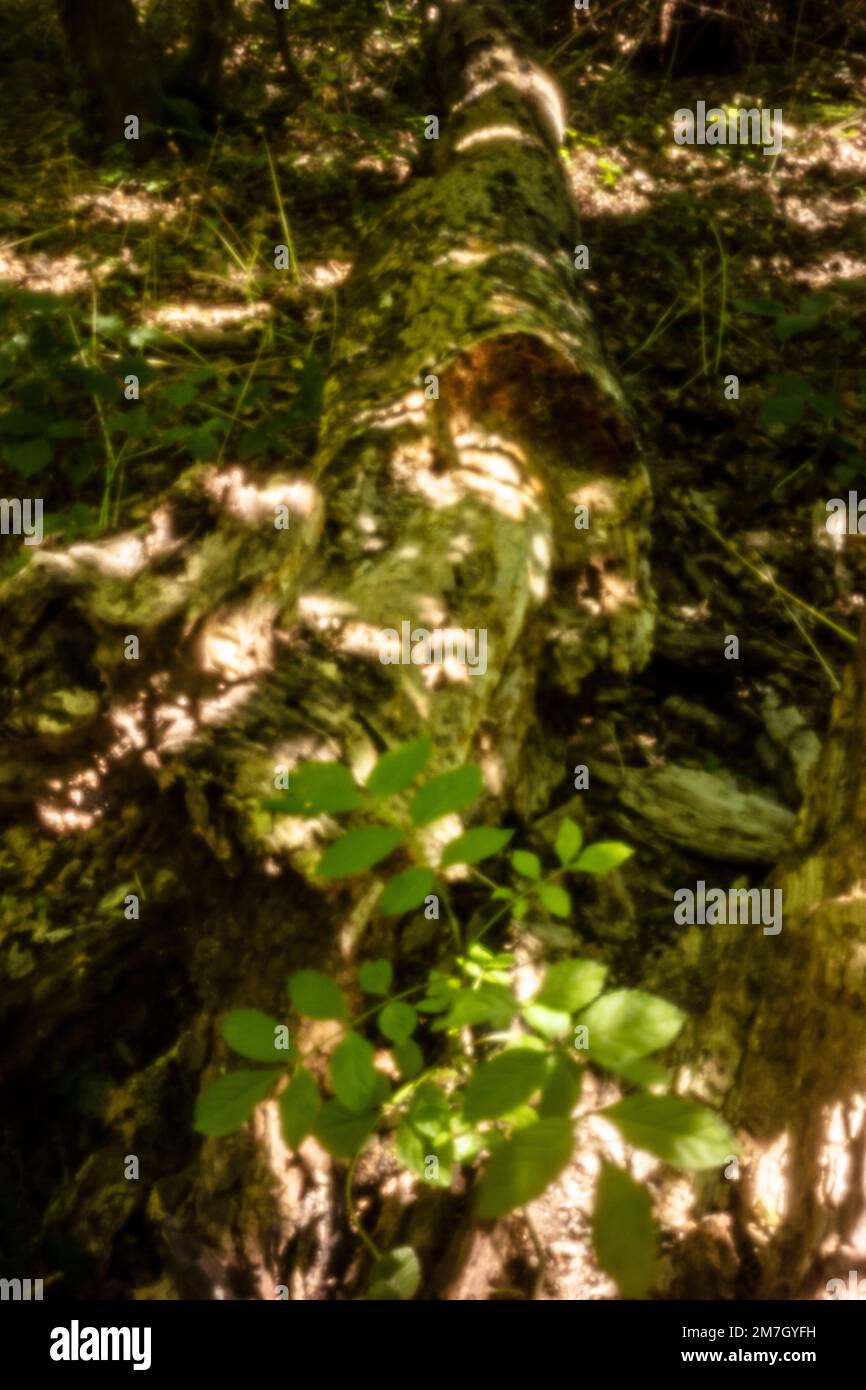 Natures chaos; natural environmental patterns formed by shapes in an ...