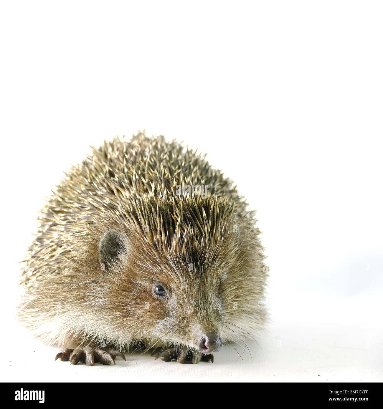 Hedgehog isolated on white background copy space Stock Photo - Alamy