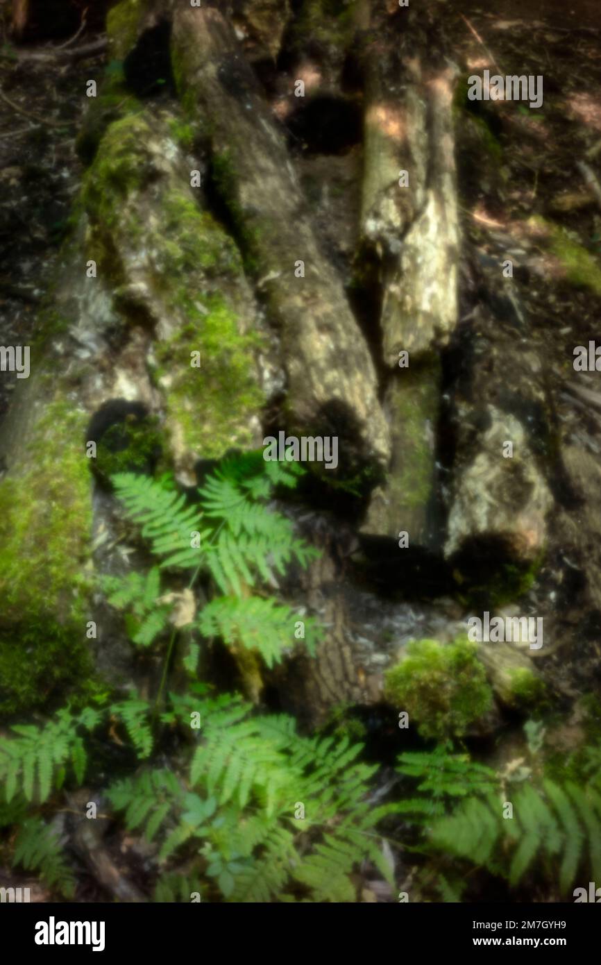 Natures chaos; natural environmental patterns formed by shapes in an ...